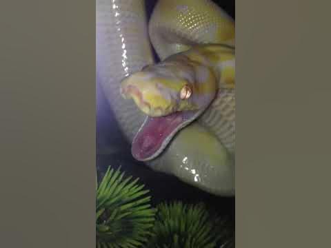 Ball Python Yawn - YouTube
