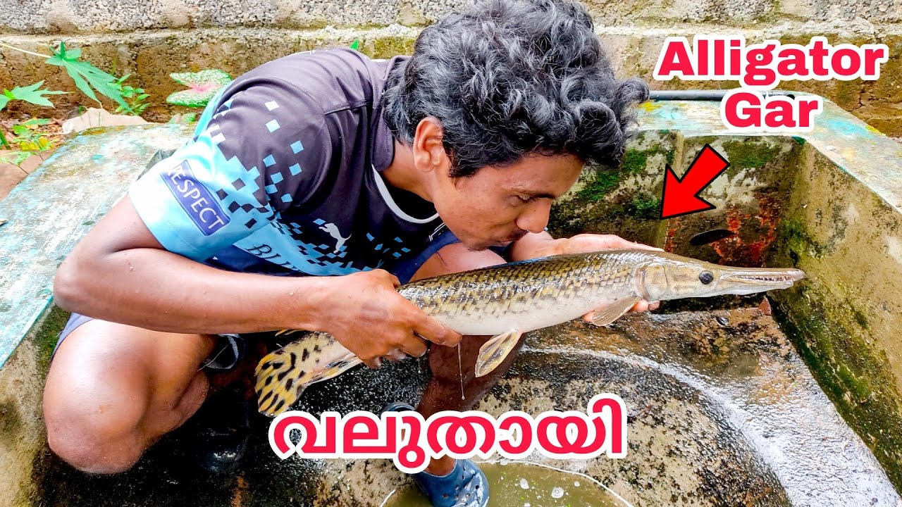 Alligator Gar എന്റെ കൈ കടിച്ചു കീറി⛔️ - YouTube