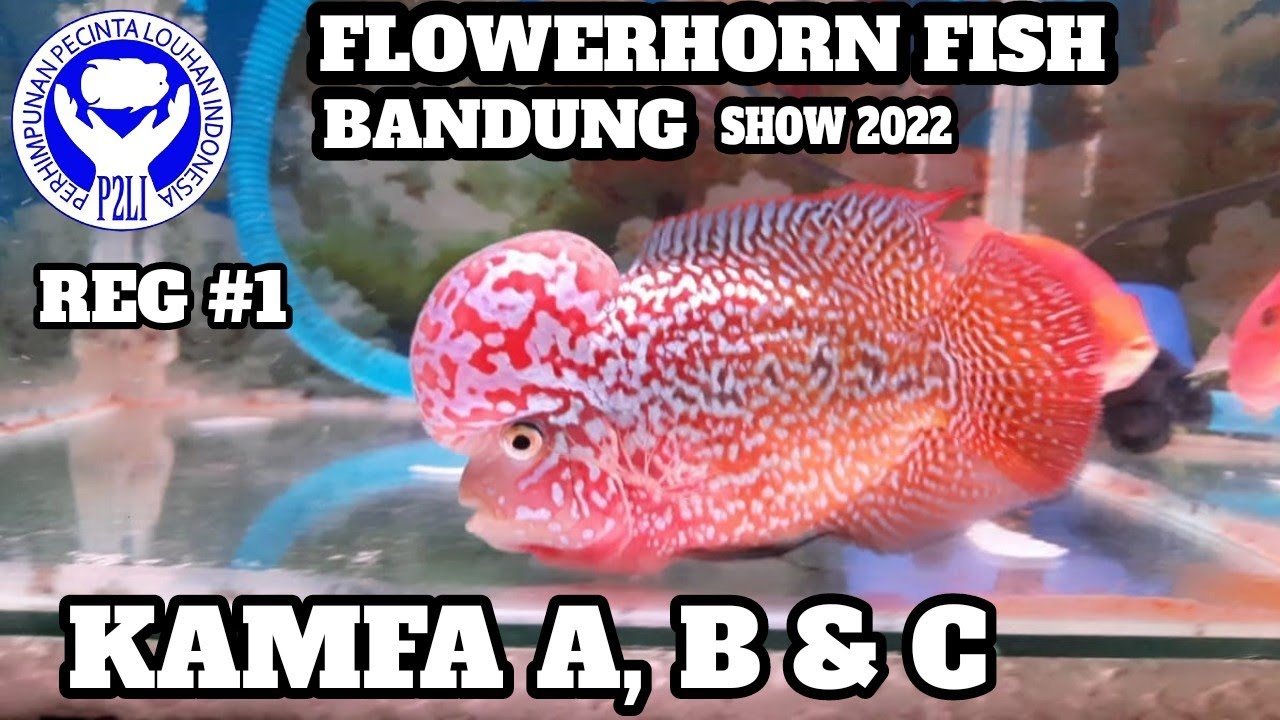 Bandung Flowerhorn Fish Contest Show 1 2022 | CAMFA A,B,C | CK ...