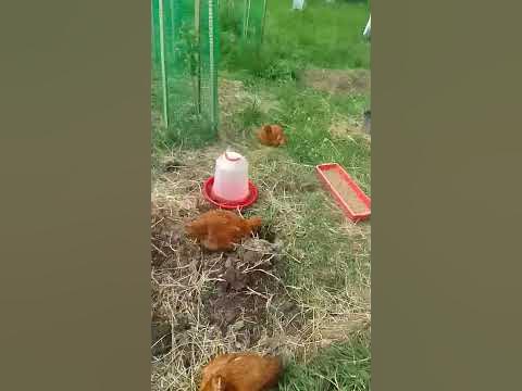финал сетки для цыплят и гусей - YouTube