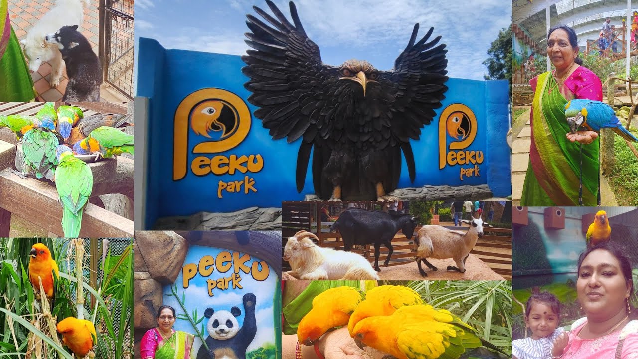 Peeku Park Yercaud | அரியவகை பறவைகள்! #peekupark #yercaud #peeku #birds ...