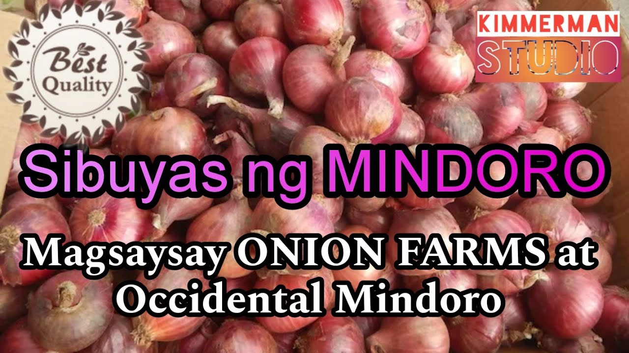 Sibuyasan sa Bayan ng MAGSAYSAY | Magsaysay ONION FARMS at OCCIDENTAL ...