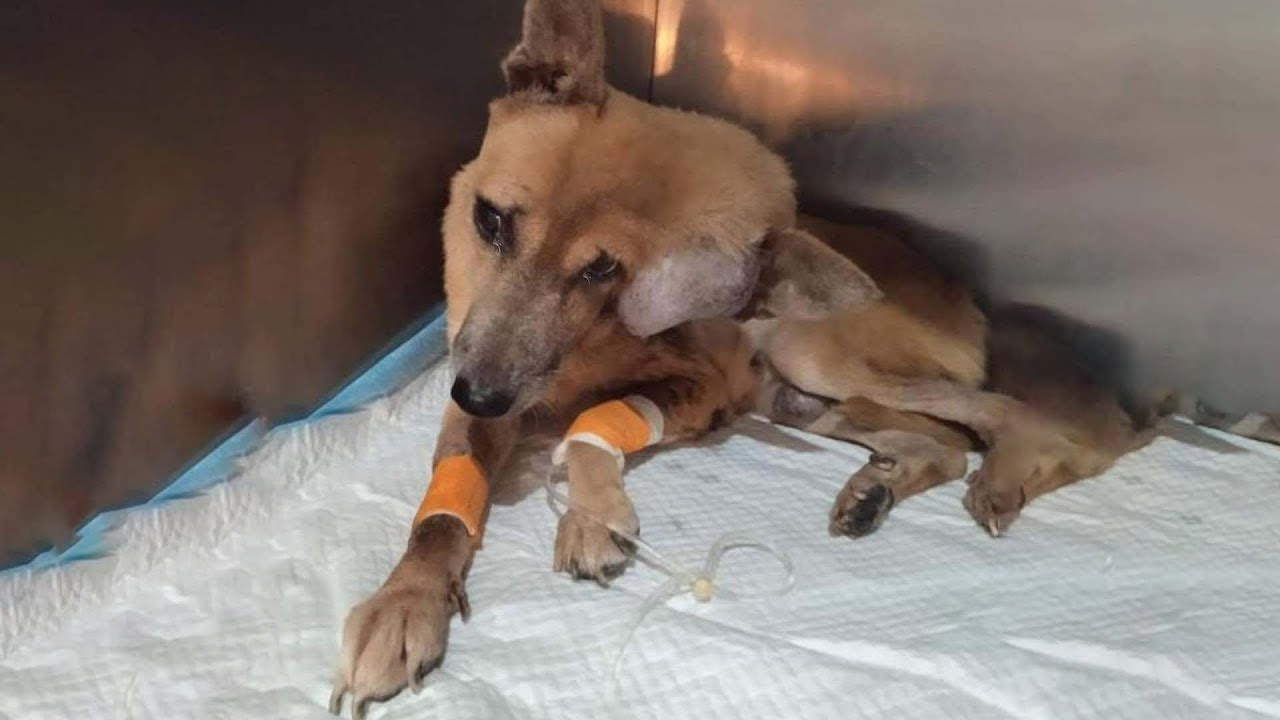 Shunned Because of Her Deformed Face, Her Eyelids, Her Ears – But She ...