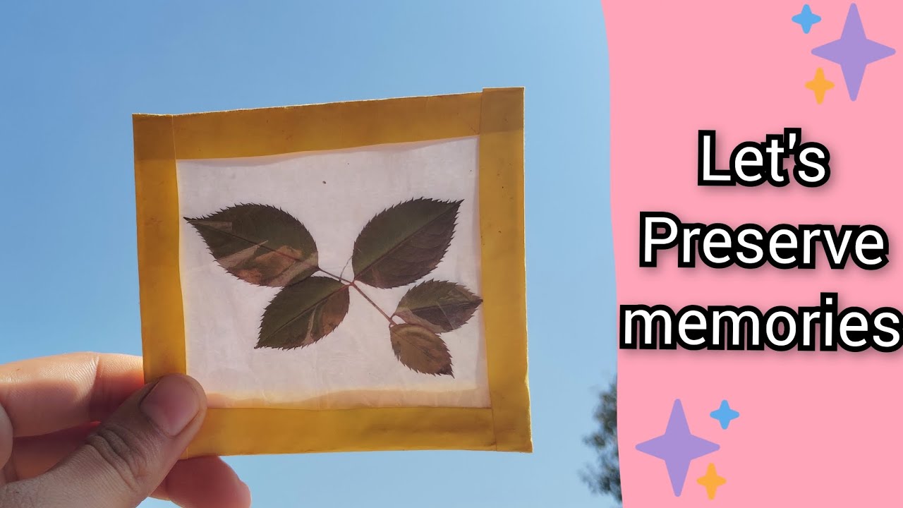 How to preserve leaf 🍀 without transparent sheet - YouTube