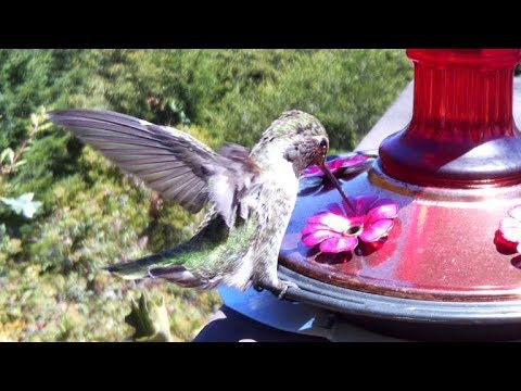 Hummingbirds northern california 20190804 - YouTube