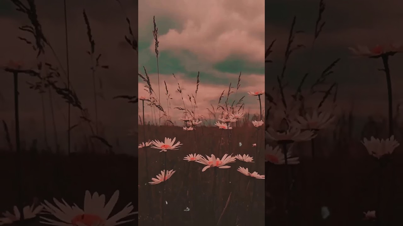 aesthetic video vintage.mp4 #1 (free download) - YouTube