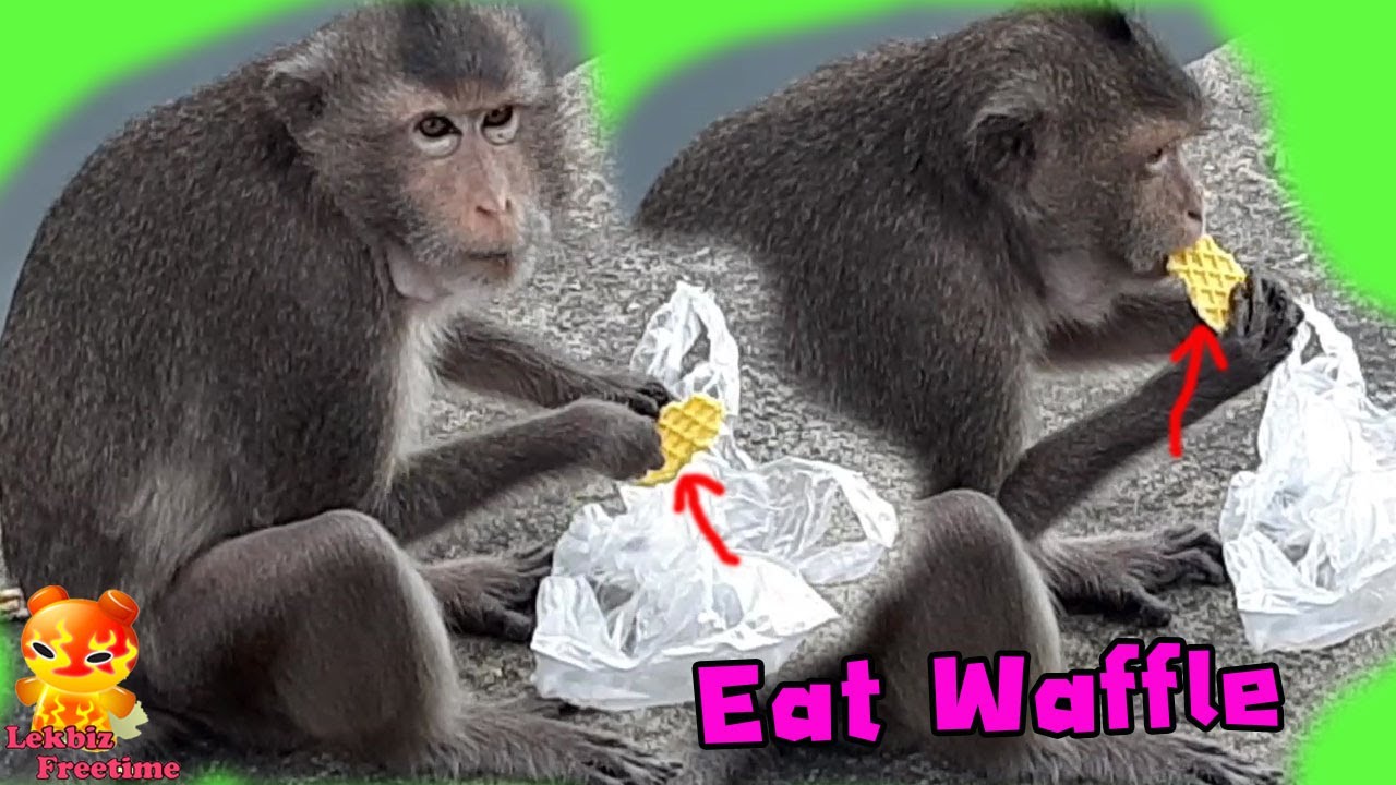 Favorite snack!!!!....The monkey likes to eat Waffle - YouTube