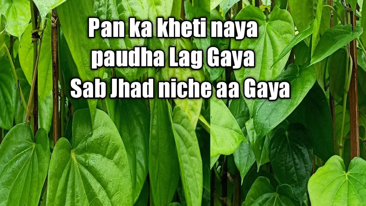 Pan ka kheti naya paudha Sab Lag Gaya Sab Jhad niche a Gaya please ...
