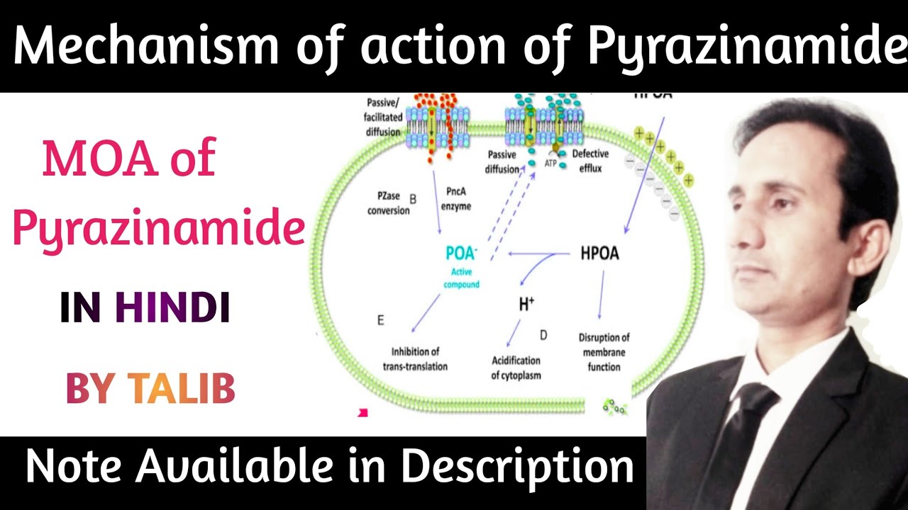 Mechanism of Action of Pyrazinamide In Hindi | Mechanism of Action of ...