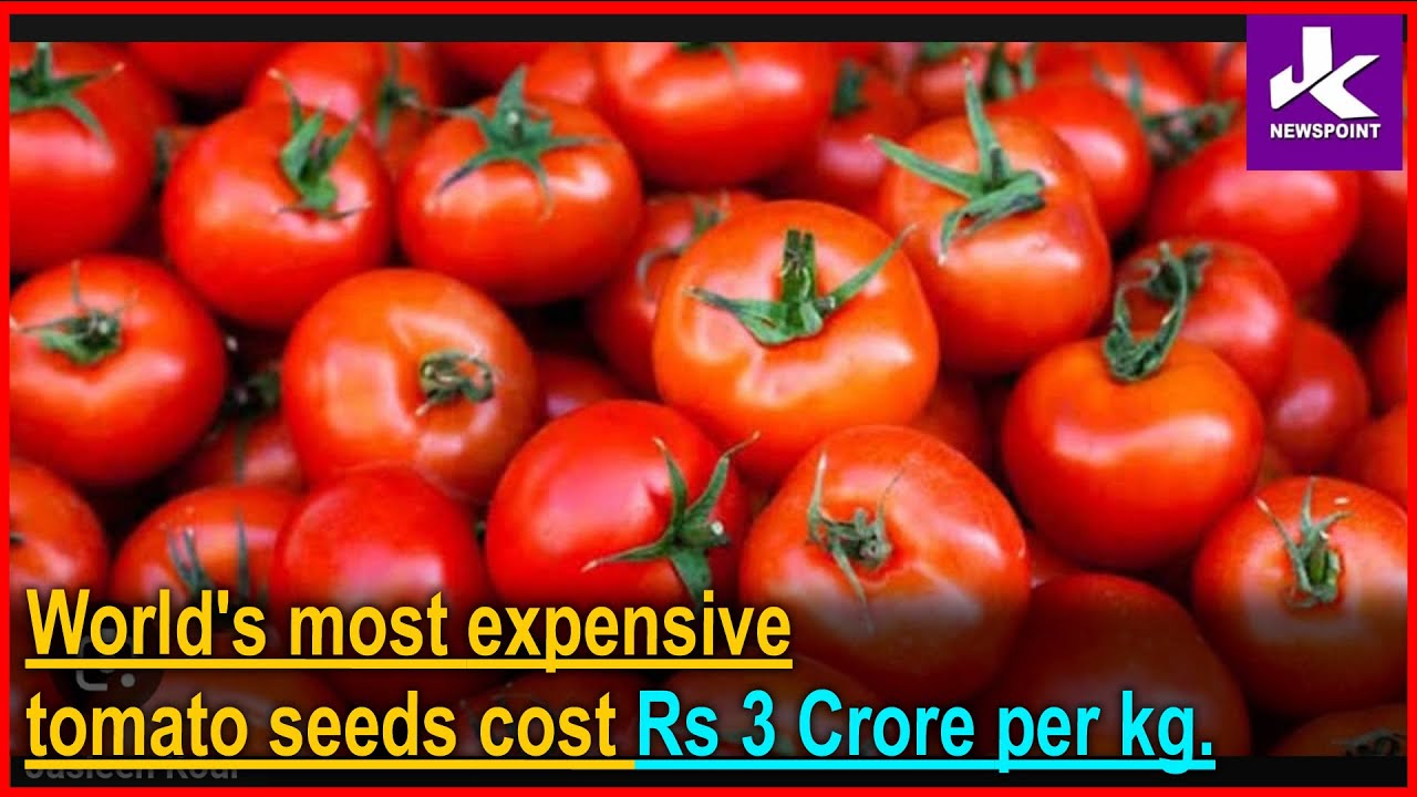 World s Most Expensive Tomato Seeds Cost Rs 3 Crore Per Kg YouTube world-s-most-expensive-tomato-seeds-cost-rs-3-crore-per-kg-youtube