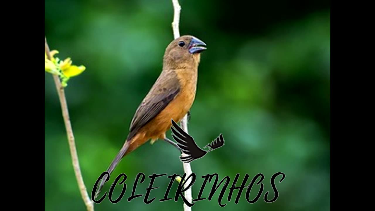 Canto Curió Praia Grande Clássico Para Filhotes - YouTube