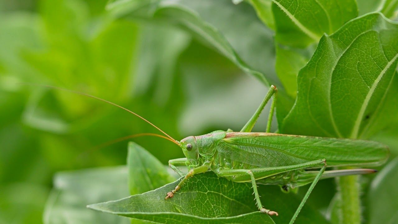 | Grasshopper Insect Sound Effect Free Download & No Copyright ...