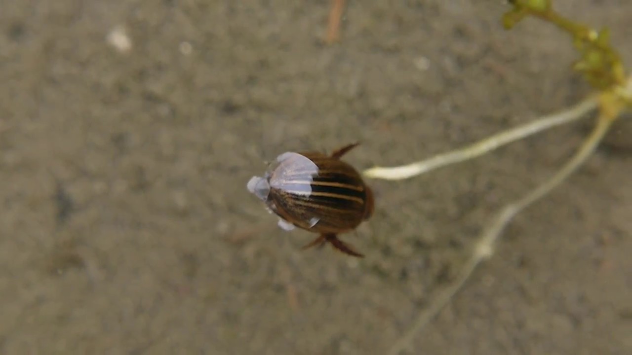 素早く泳ぐコシマゲンゴロウ Hydaticus grammicus（Ⅰ） - YouTube