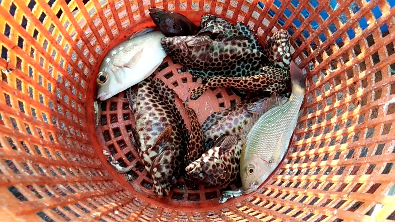 จิ๊กเหยื่อสด ปลาเก๋าลายตุ๊กแก หมายไกล้บ้าน - YouTube