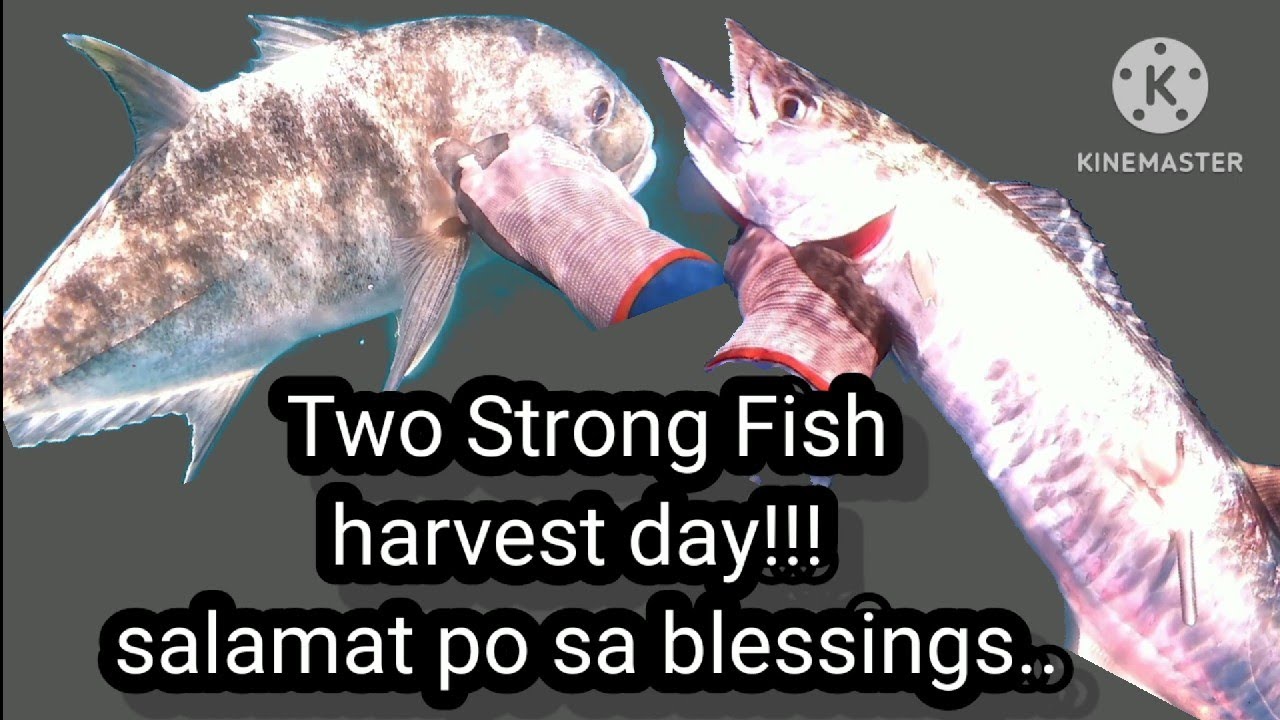 I speared two strong fish | Giant trevally and tangigi or king mackerel ...