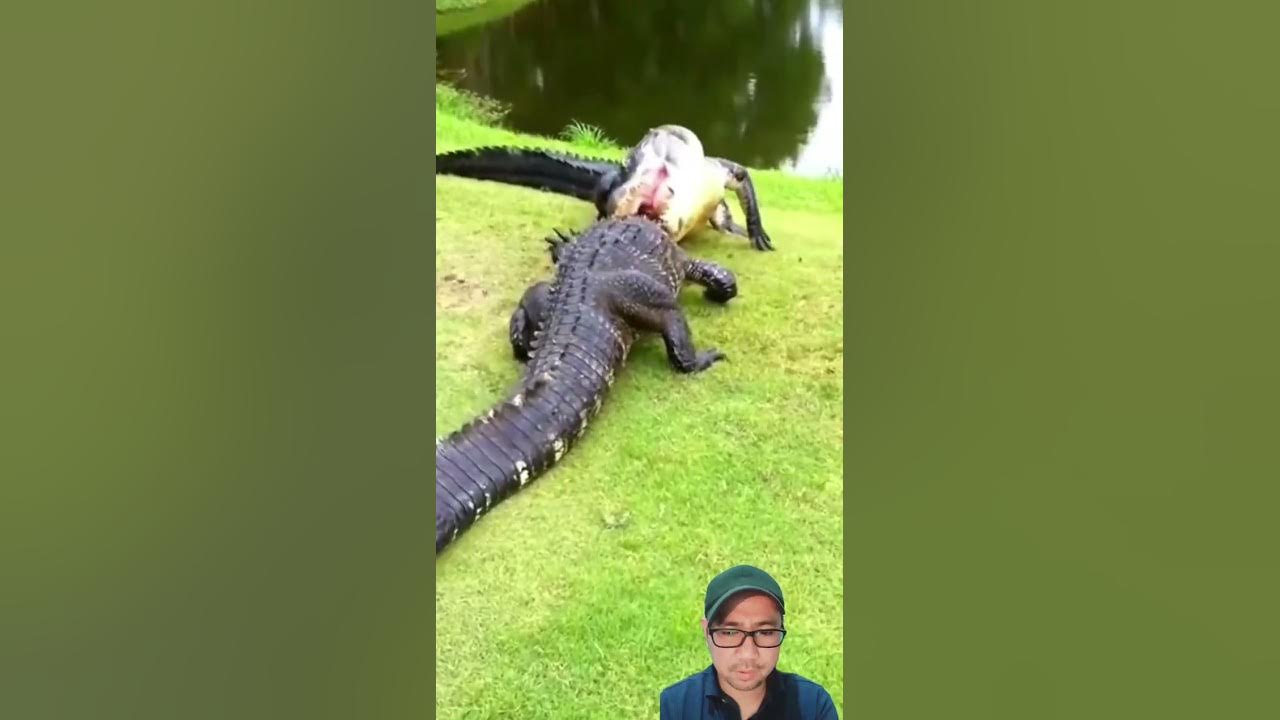 Viral | Epic Battle: Two Alligators Fight for the Throne of the Swamp ...