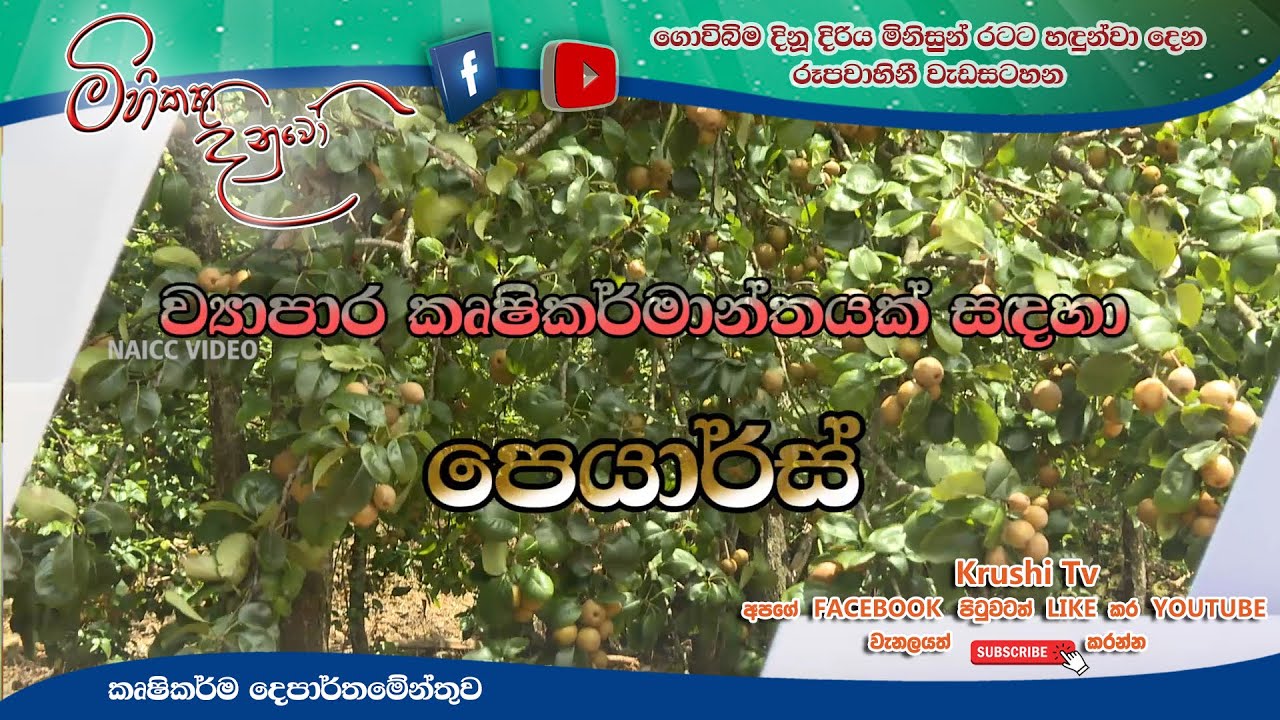 Mihikatha Dinuwo TV Program | ව්‍යාපාර කෘෂීකර්මාන්තයට සදහා පෙයාර්ස් ...
