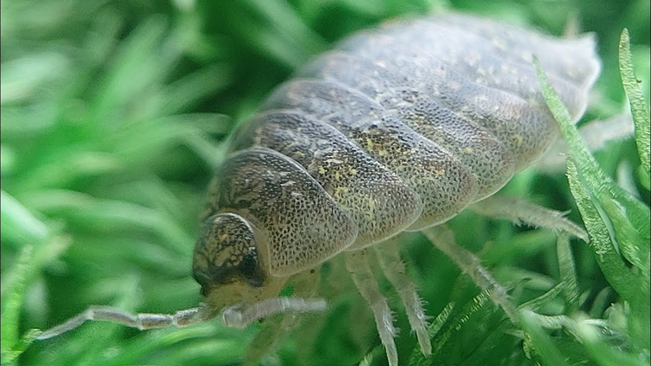 Hành trình tìm dòng Alloniscus Perconvexus isopod ngoài thiên nhiên độc ...