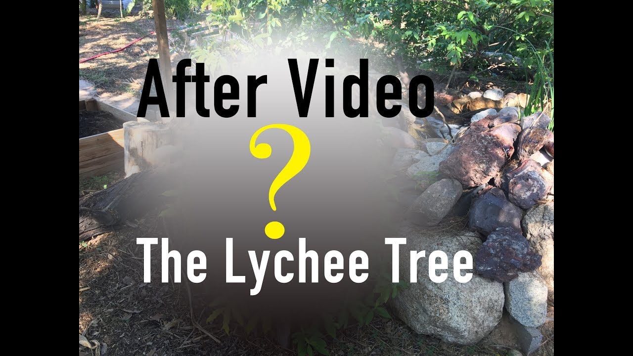 After Video How To Bring A Tree Back To Life YouTube after-video-how-to-bring-a-tree-back-to-life-youtube
