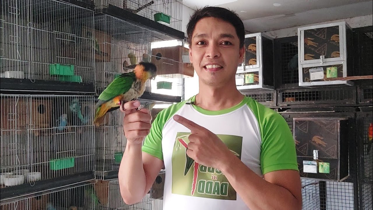 BAGONG IBON - BLACK HEADED CAIQUE - YouTube