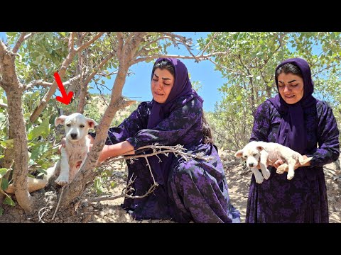 Saving an abandoned puppy; Zahra's kindness brought everyone to tears 🥹