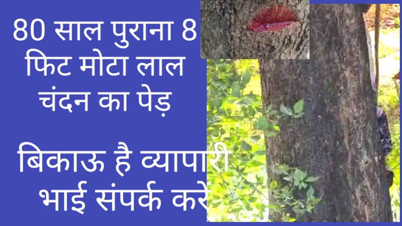 red sandalwood tree farming/what is red sanders/red sandalwood tree ...