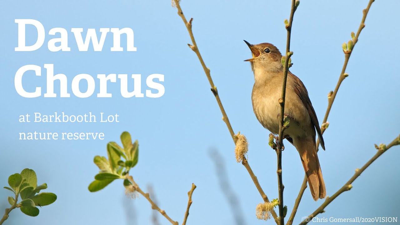 Dawn Chorus in Cumbria - YouTube