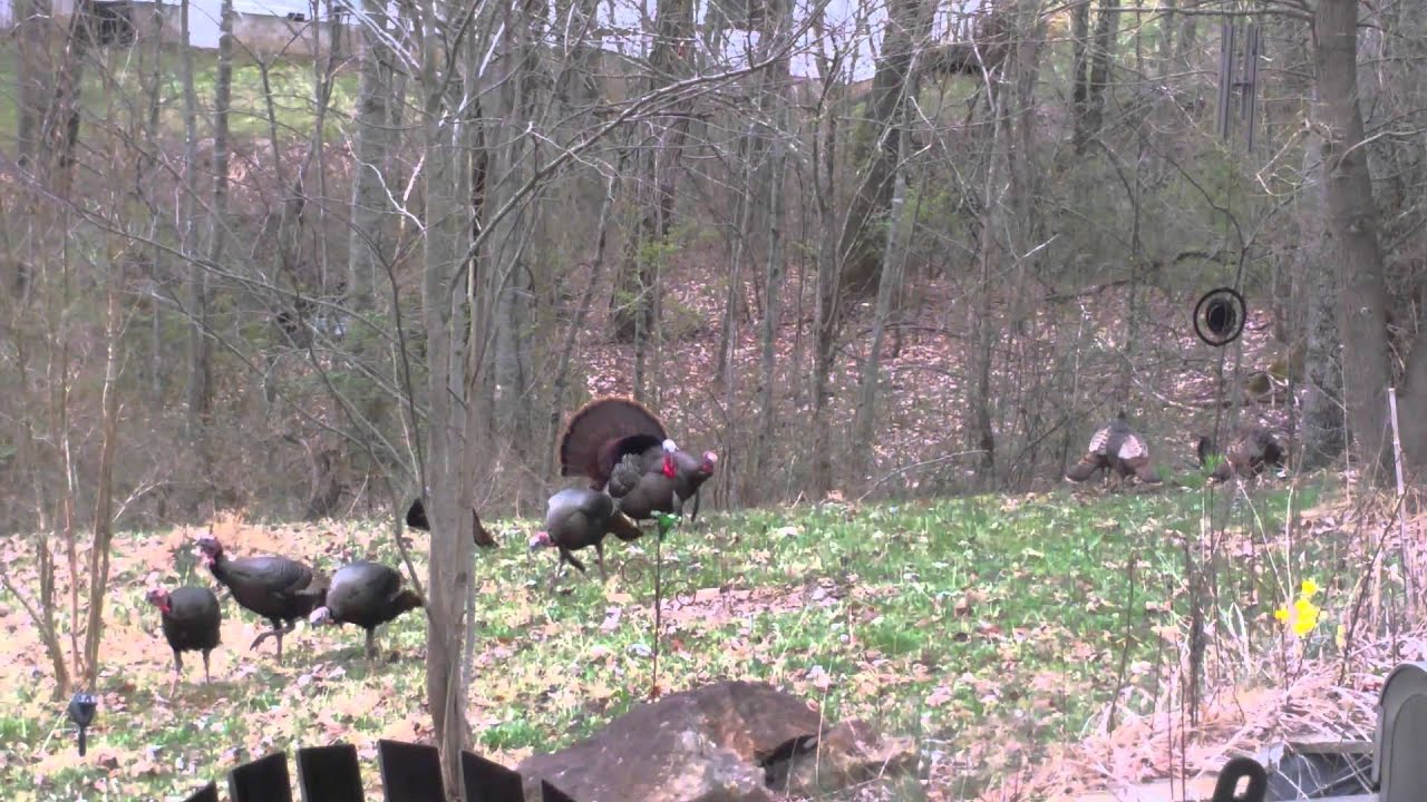 Turkeys in my backyard part two - YouTube