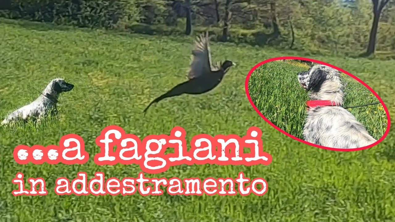 Addestramento a Fagiani con il Setter "Assunta" - Cani da Caccia - cani ...