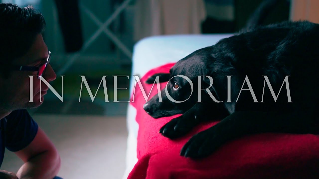 A Dog’s Life Tribute to Patrick the Dog - YouTube