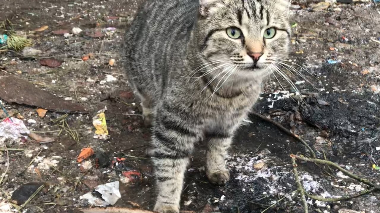 Watch this video - Cute homeless kitten - YouTube