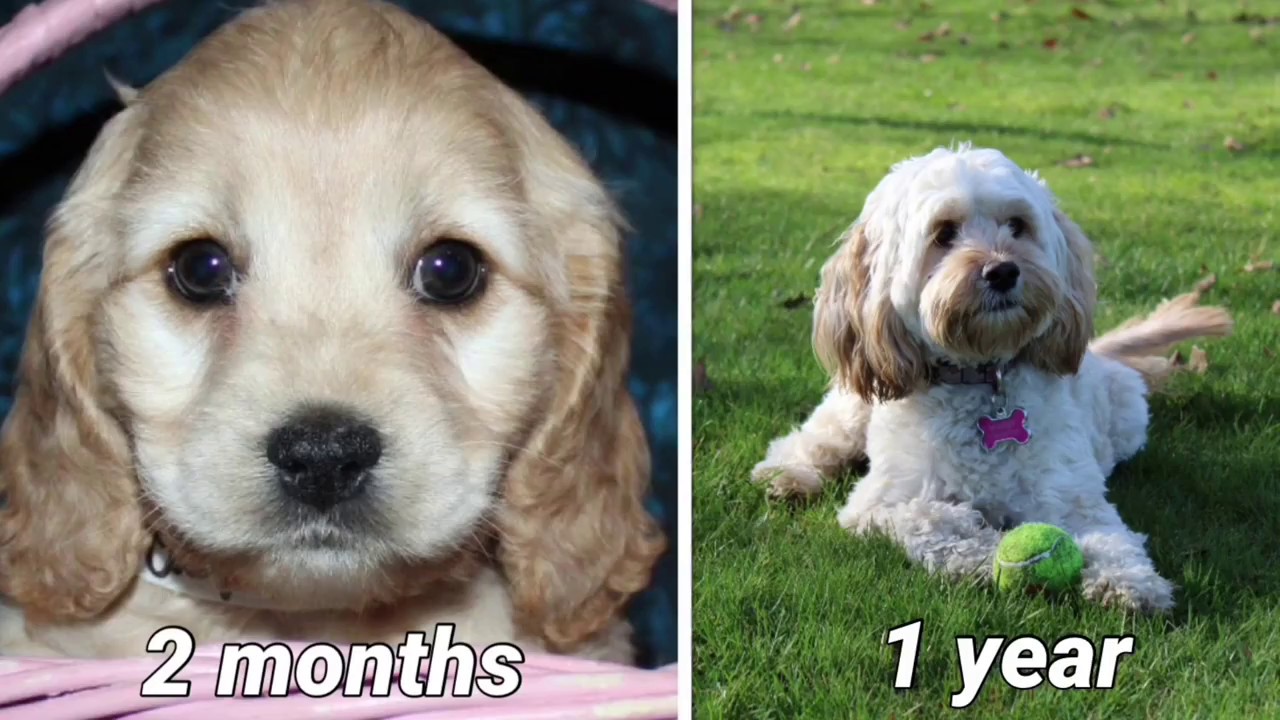 COCKAPOO PUPPY UPDATE | 1 year old cockapoo update video | Cockapoo ...