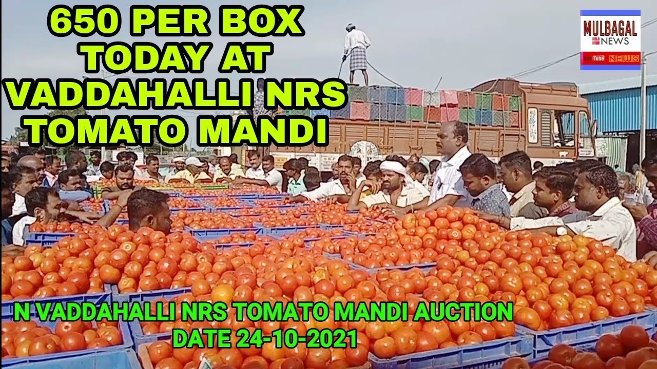 24-10-2021 VADDAHALLI NRS TOMATO MANDI AUCTION TODAY,S HIGHEST 650 PER ...