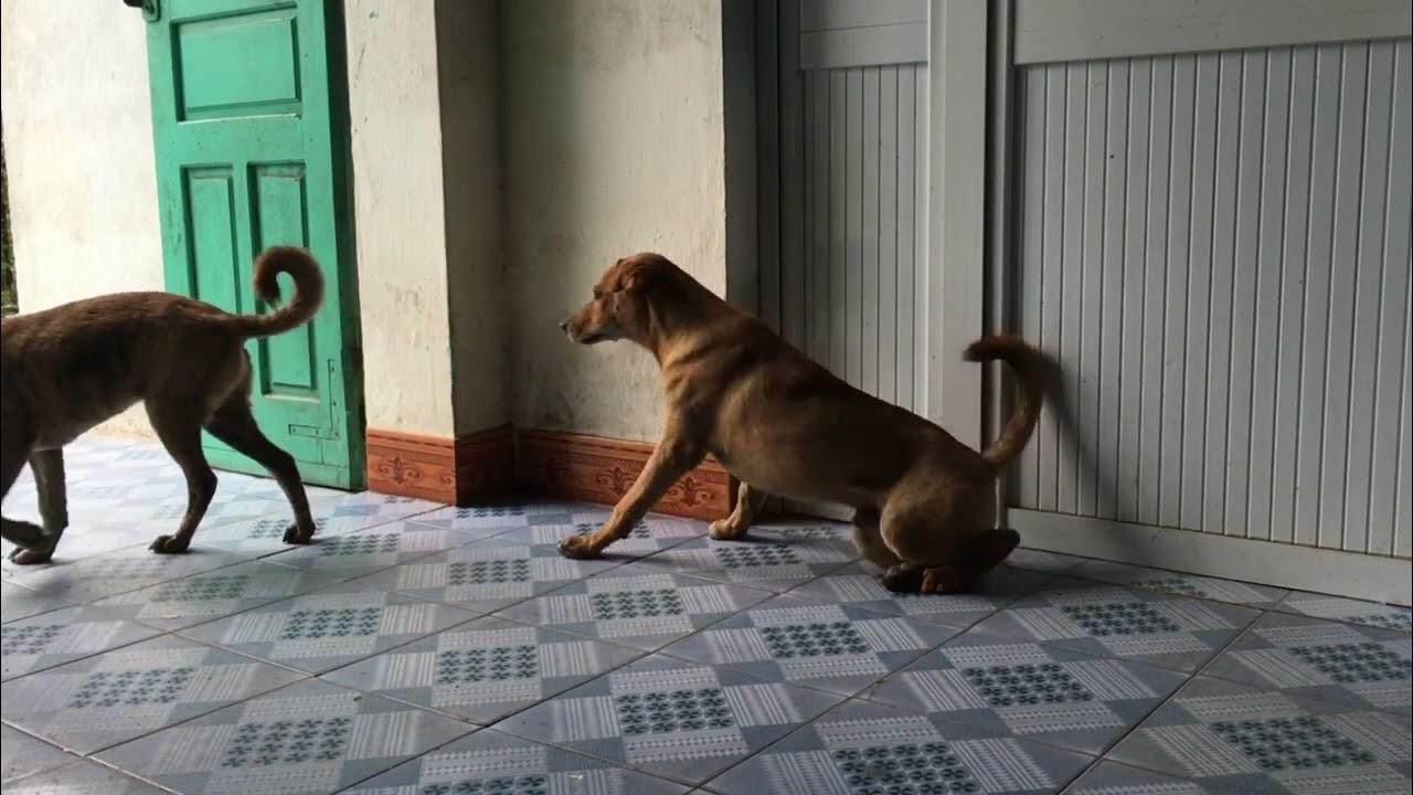 Side by Side: Stories of Two Dogs' Unbreakable Loyalty and Love - YouTube