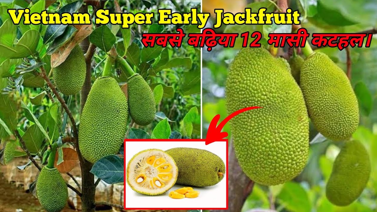 Vietnam Super Early Jackfruit Farming || All Time Jackfruit, Full ...