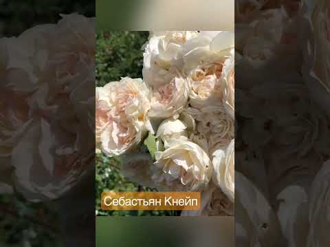 Роза с сильным запахом Себастьян Кнейп #rose #garden #розы - YouTube