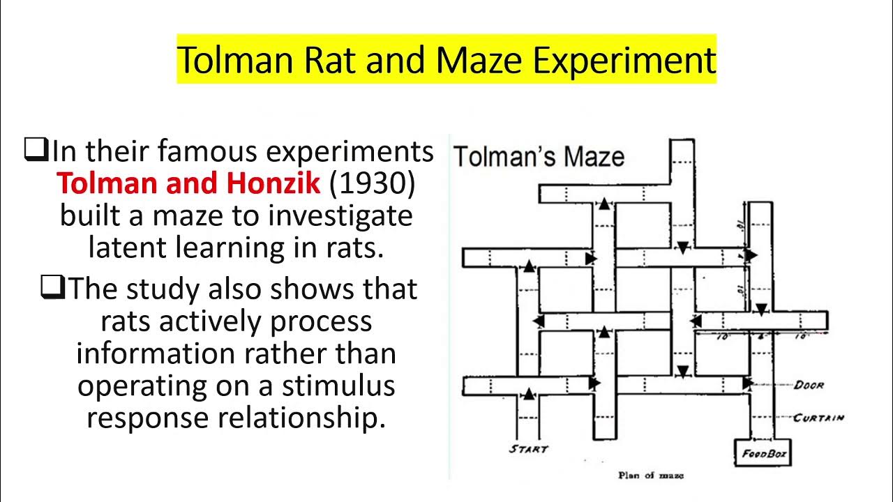 Tolman’s Theory of Learning |Sign Learning | Latent Learning| Maze and Rats Experiment | with ...