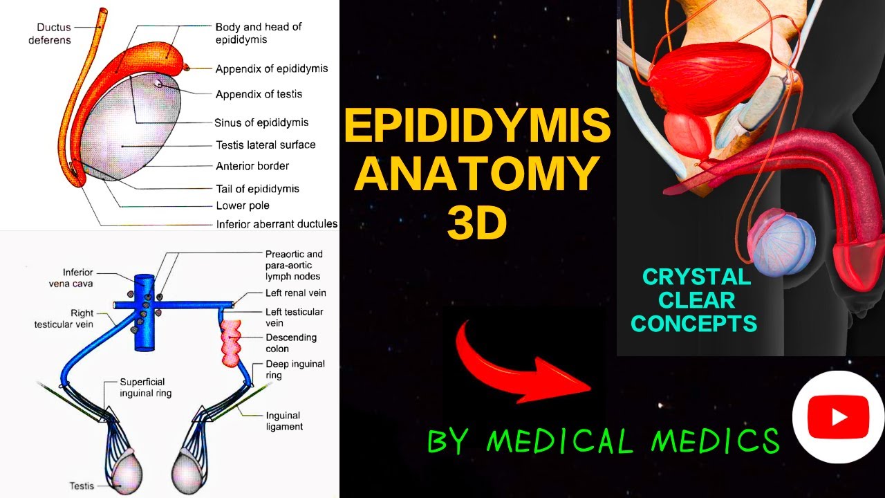 Epididymis Anatomy 3d | With Blood Supply & Nerve Supply | Medical ...