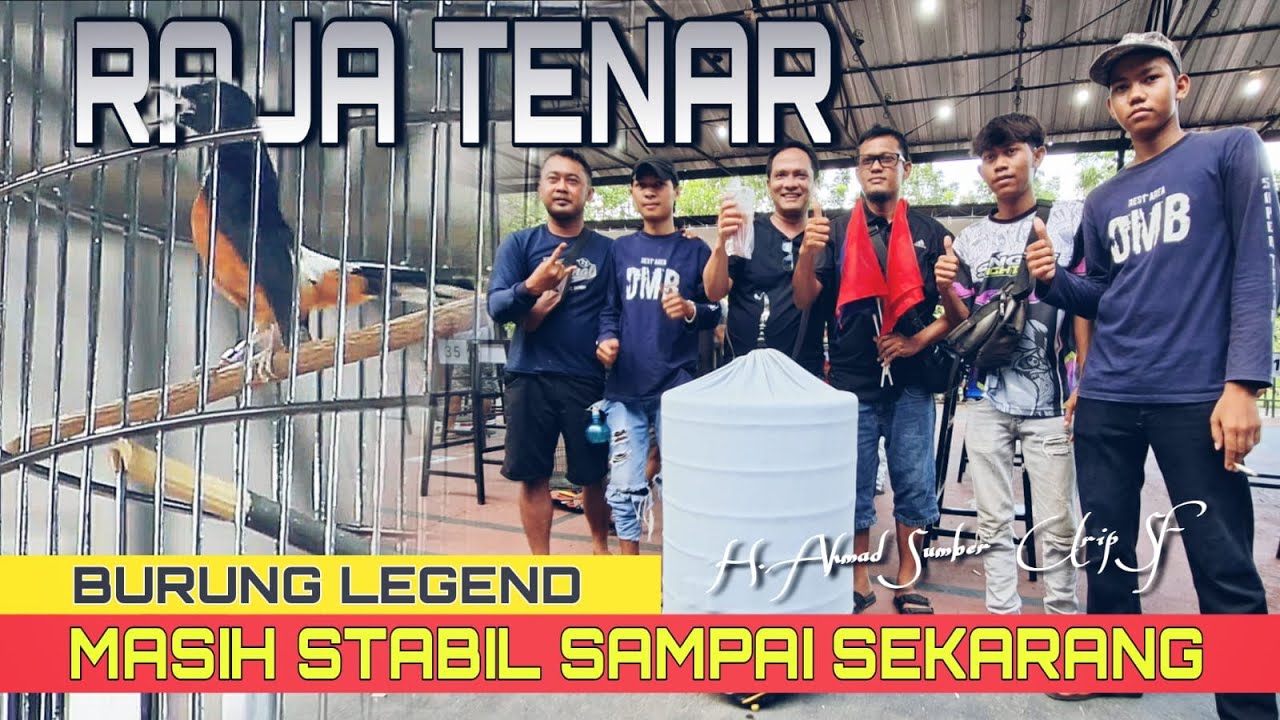 BURUNG LEGEND TETAP STABIL !! MURAI BATU RAJA TENAR NYARIS DOUBLE ...