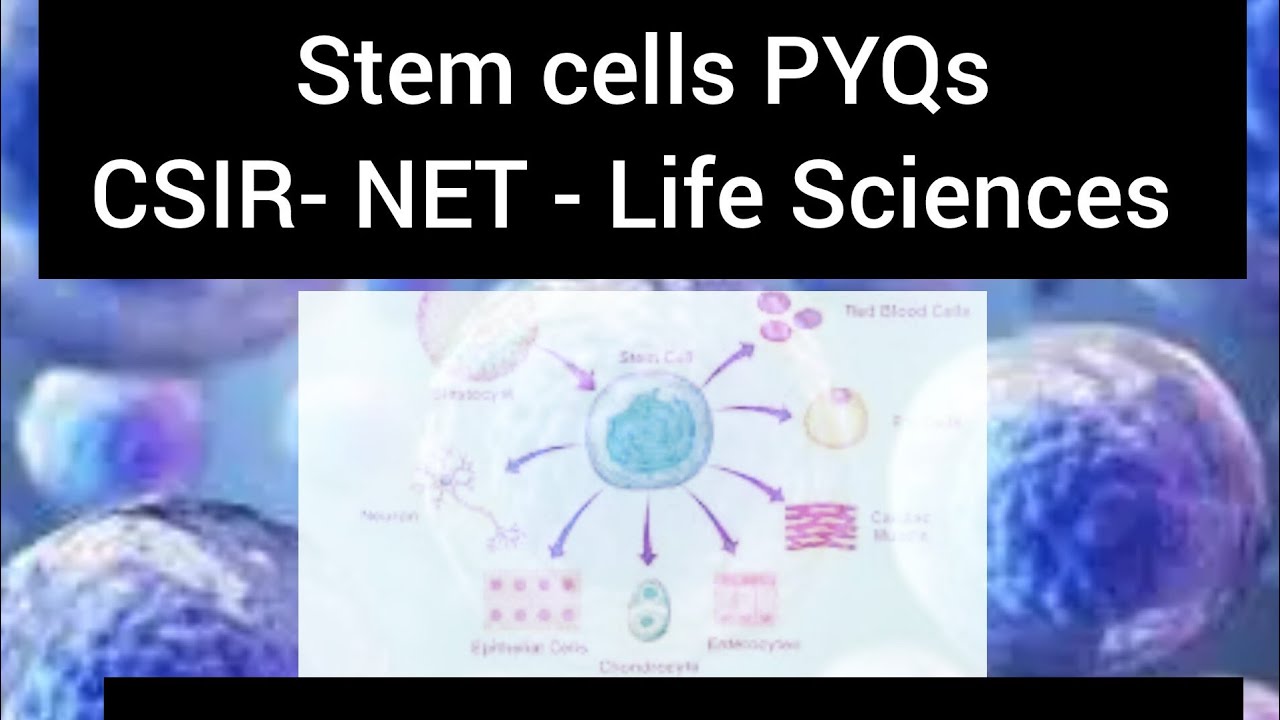 Stem cells PYQs- CSIR NET Life sciences || Stem Cells || previous year ...