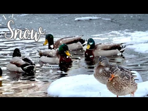 Mallard ducks and falling snow - YouTube