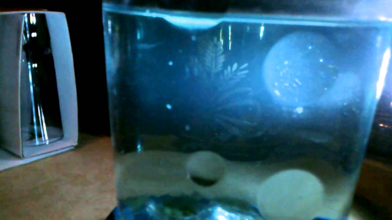 Seamonkey the biggest ever!! - YouTube