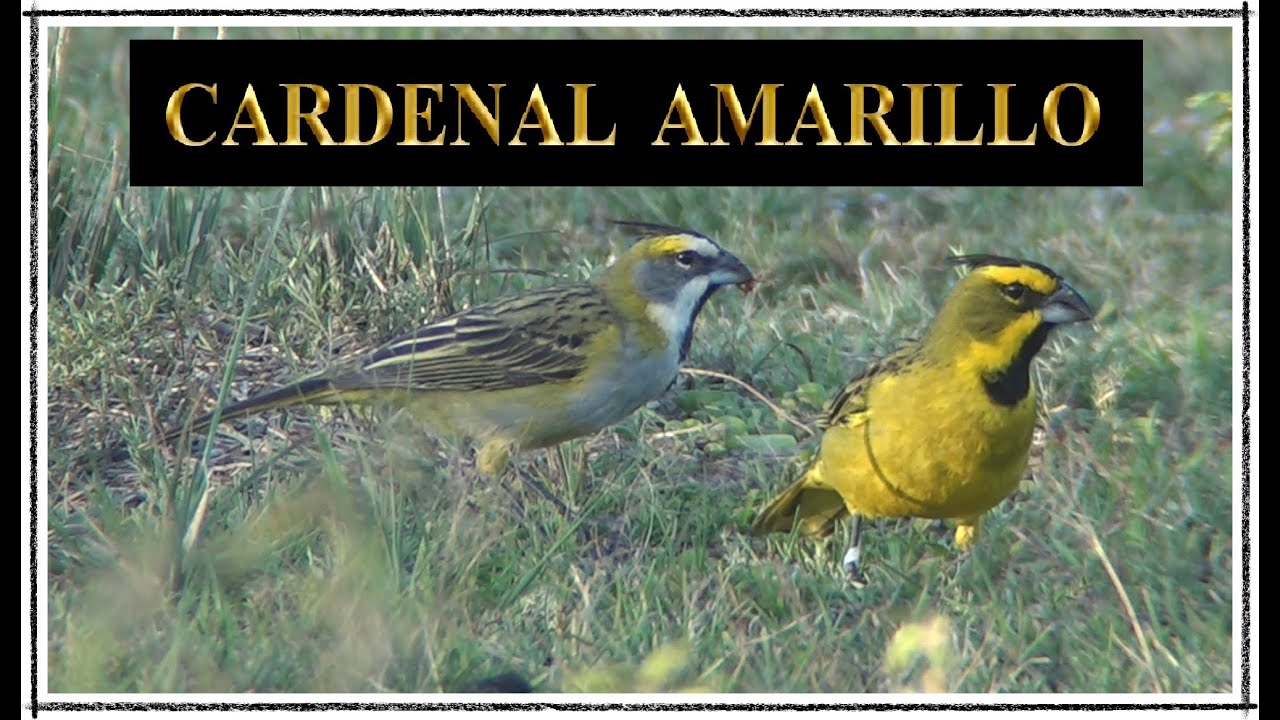ENCUENTRO una pareja de CARDENAL AMARILLO / I FIND a pair of YELLOW ...