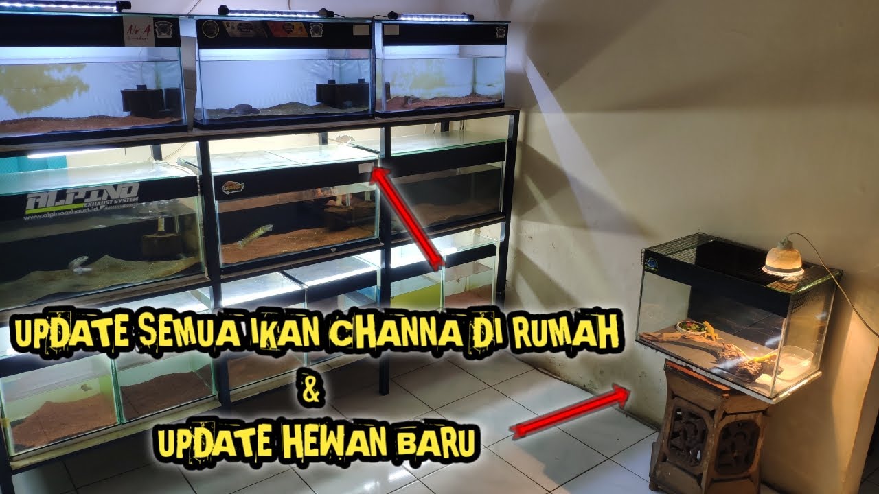 UPDATE SEMUA IKAN CHANNA DI RUMAH & UPDATE HEWAN BARU - YouTube