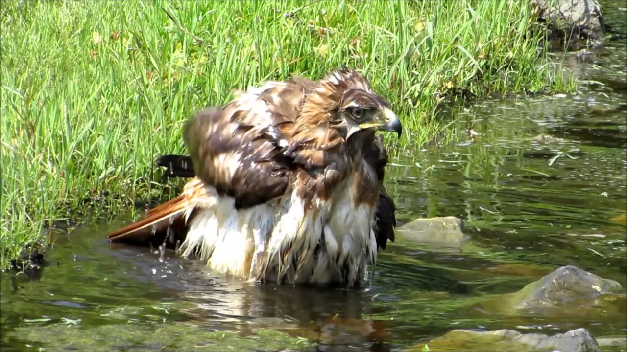 Red-tailed hawk bathing - YouTube