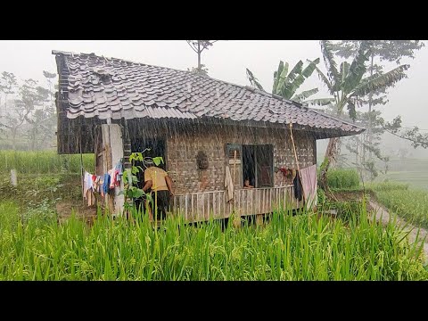 Hujan deras di desa pesawahan yang indah Suasana Hujan Deras. Menambah Susana Terasa Lebih Syahdu