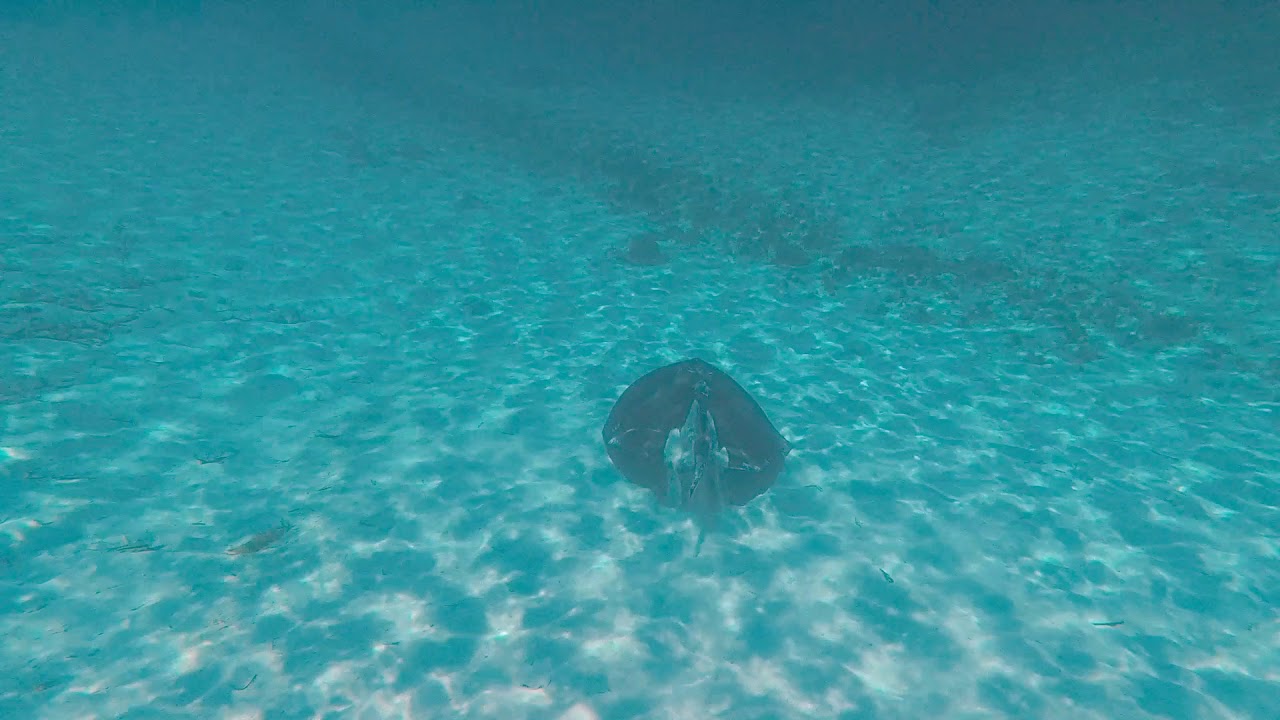 Stingray Near Current Cut on North Eleuthera - YouTube
