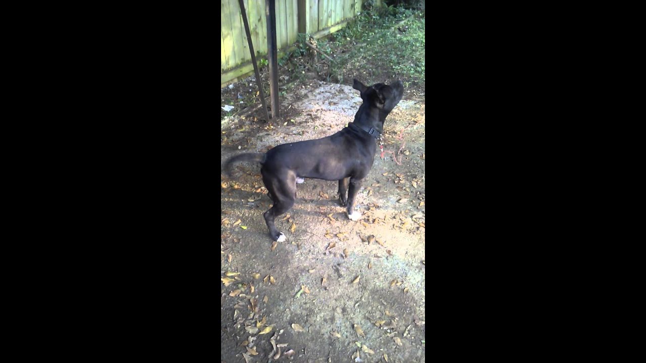 My paranoid Dog - YouTube