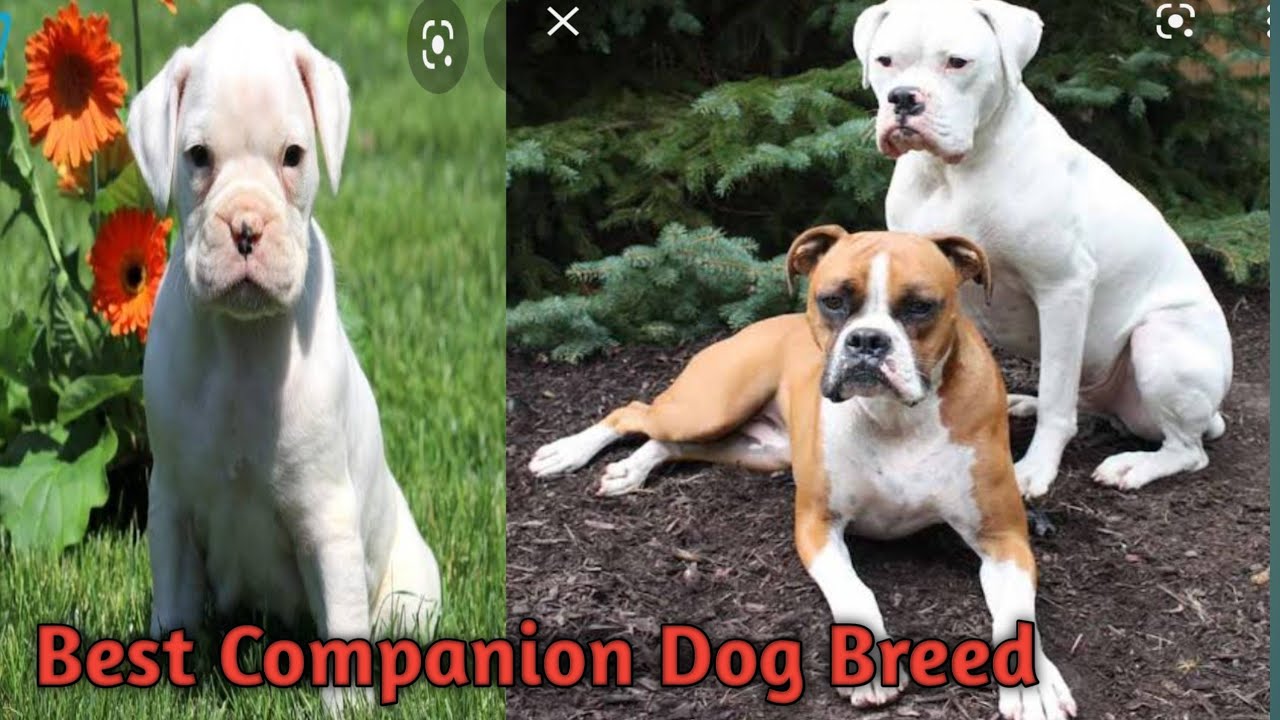 Boxer puppies for sale in low price ll Boxer dog price ll Boxer puppy ...