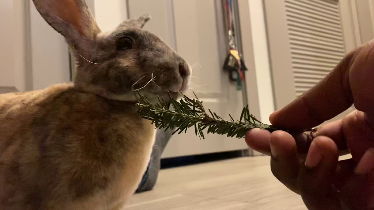 Fast eating Rabbit eats Christmas tree 🎄🎁 - YouTube